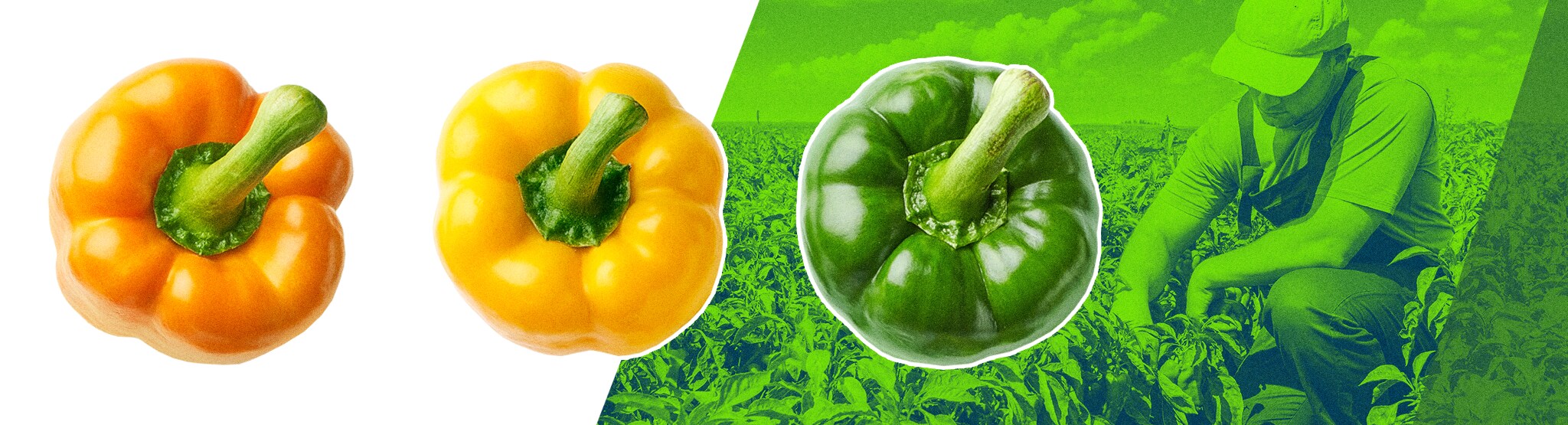 Benefits of Plant Breeding | Bayer Global